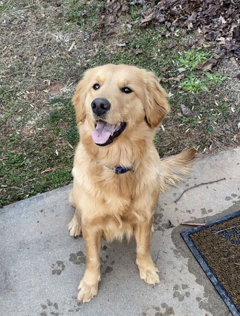 Guardianship Program – Golden Acres – Golden Retrievers & Doodles
